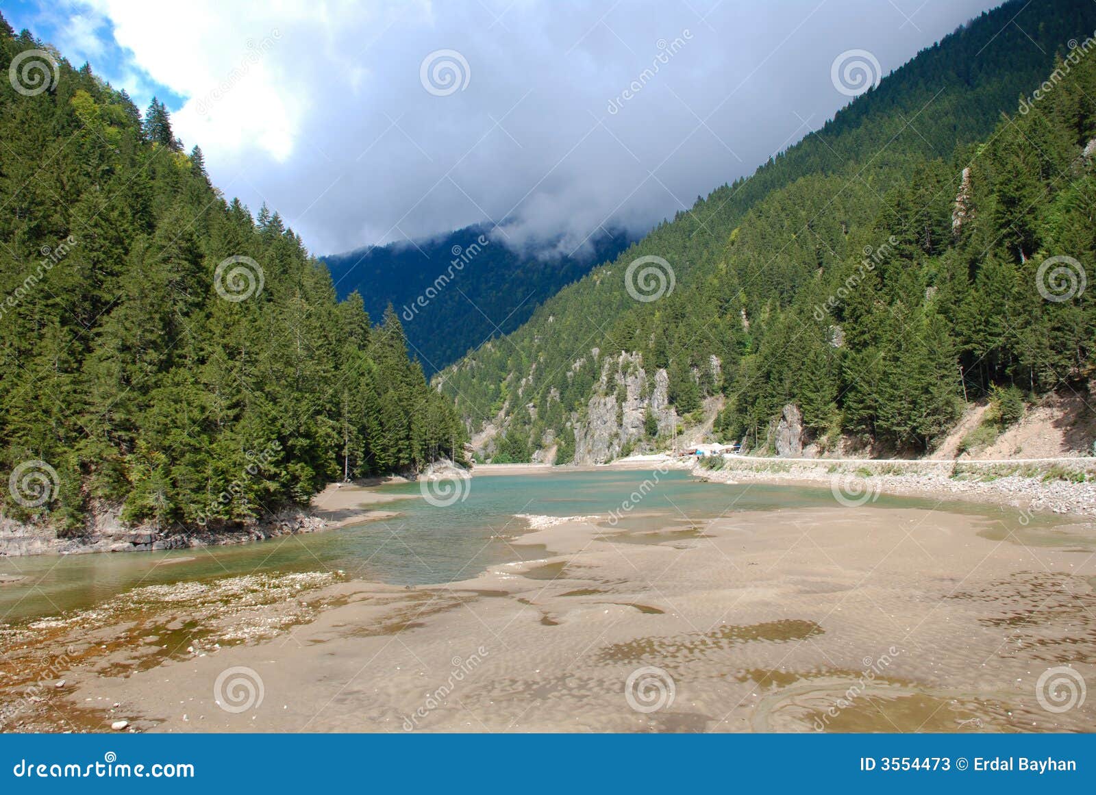Pine woods and river stock image. Image of forest, explore - 3554473