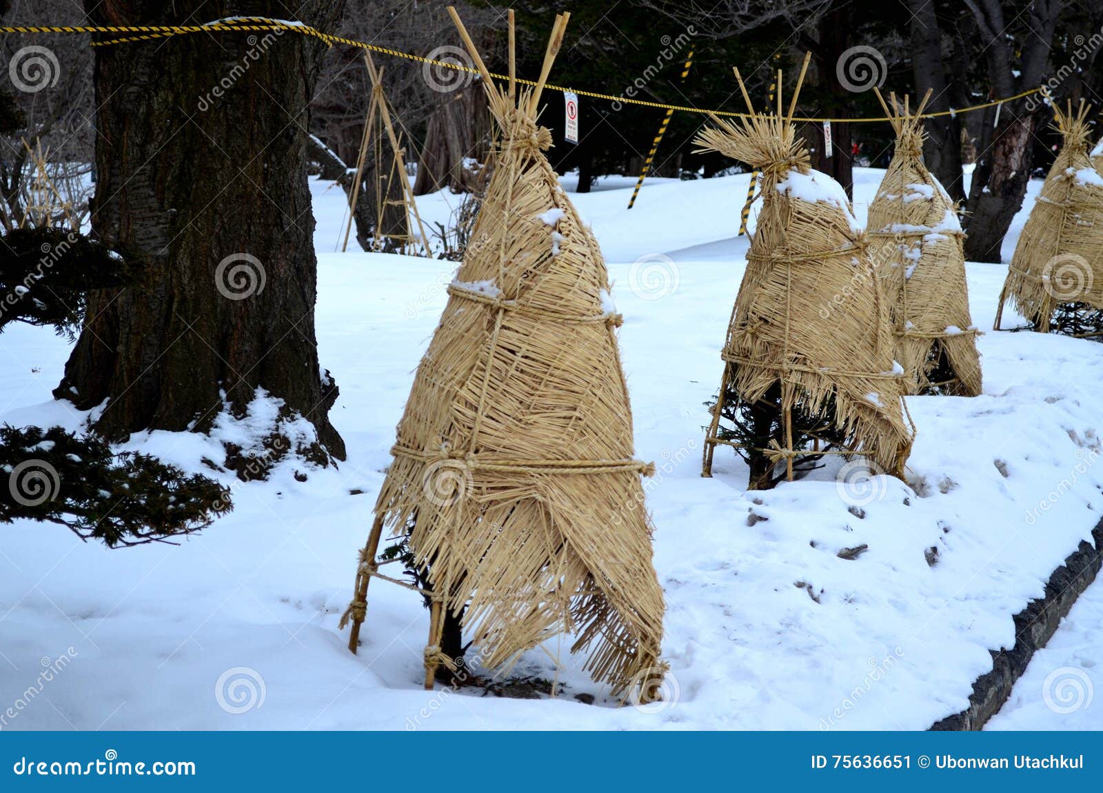 Pine Wrapped with Weave Mat and Rope for Snow Protection Stock Image ...