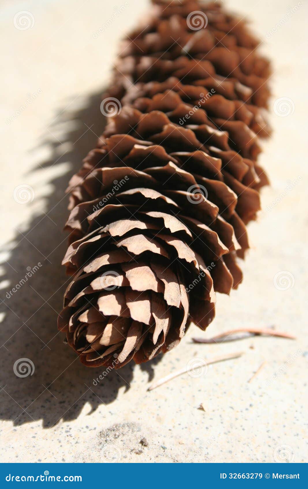 Pineal stock image. Image of pinetree, tree, bearing - 32663279