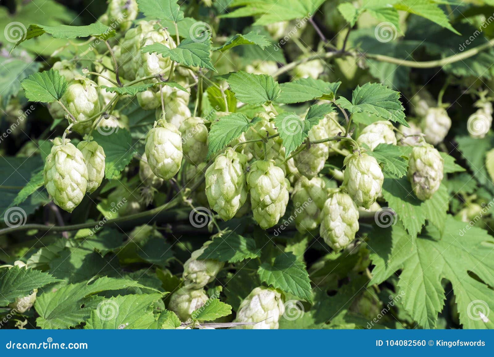 Pineal fruit of common Hop stock photo. Image of humulene - 104082560