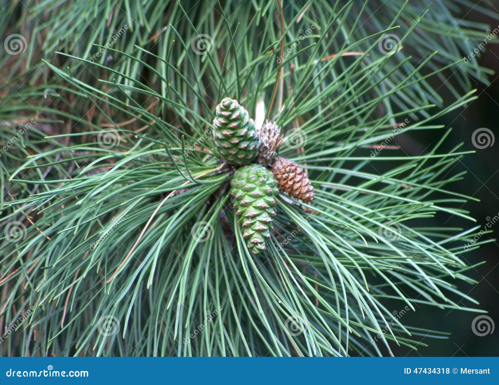 Pineal stock photo. Image of leaf, wood, natural, nature - 47434318