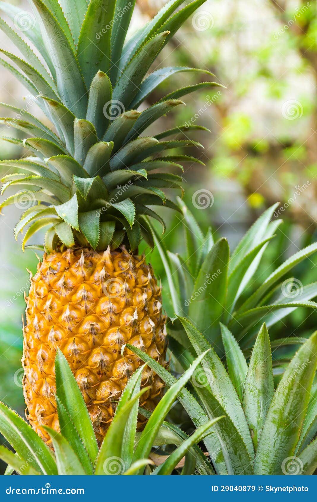 Pineapple stock image. Image of freshness, background - 29040879
