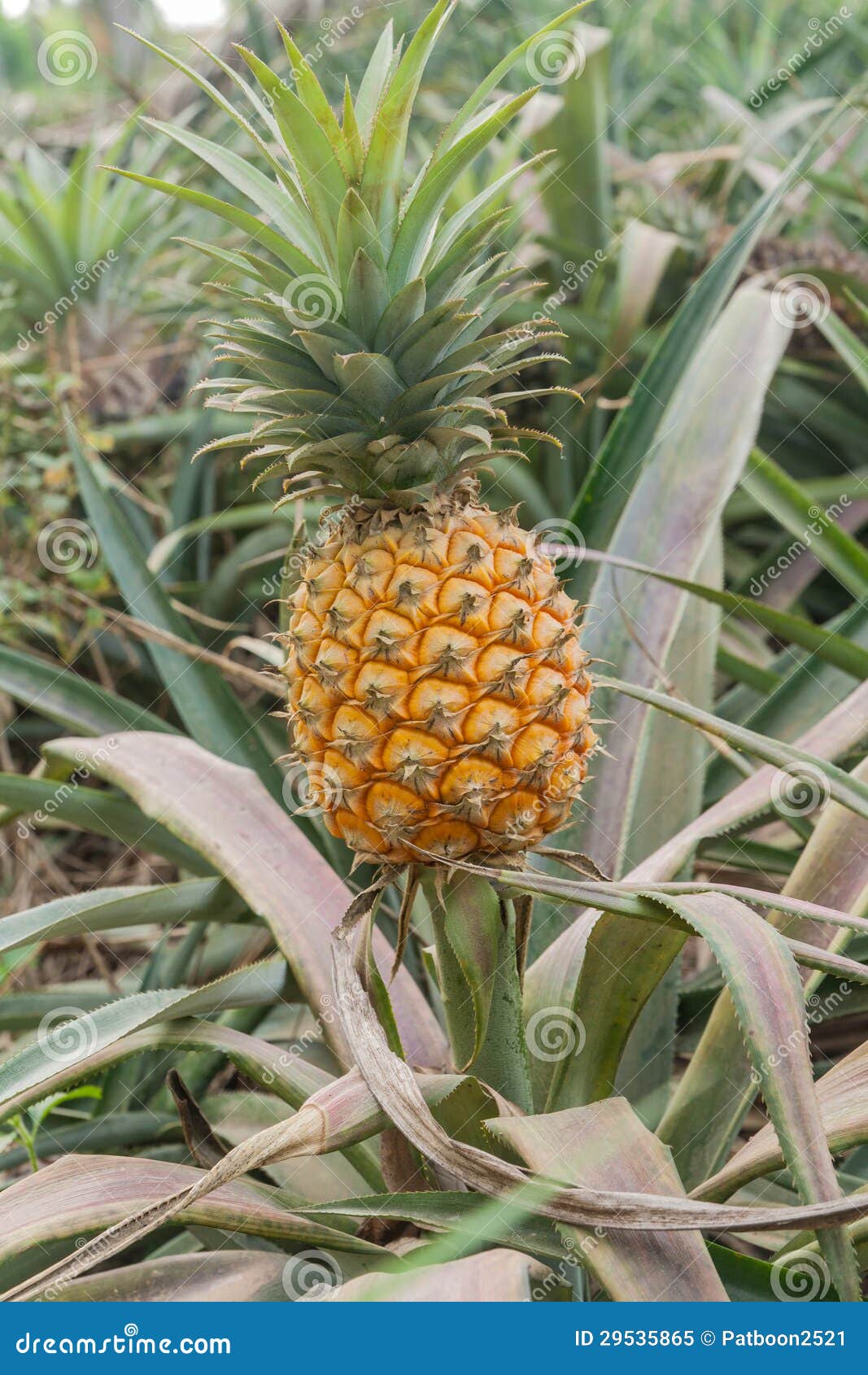 Pineapple stock image. Image of outdoor, flavor, grow - 29535865