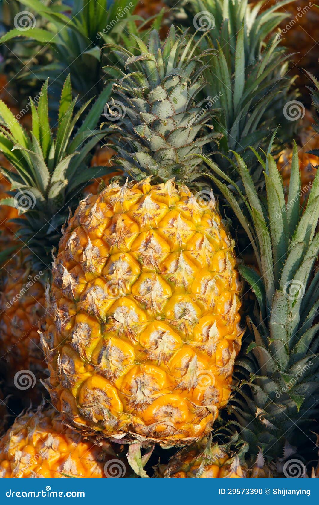 Pineapple stock photo. Image of fruit, fruits, eatable - 29573390