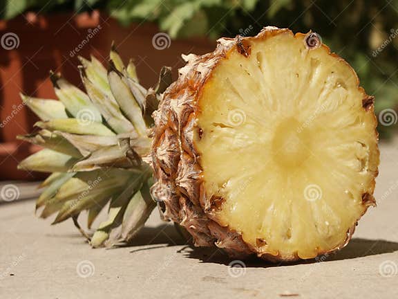 Pineapple stock image. Image of leaf, pineapple, floor, circle - 31041