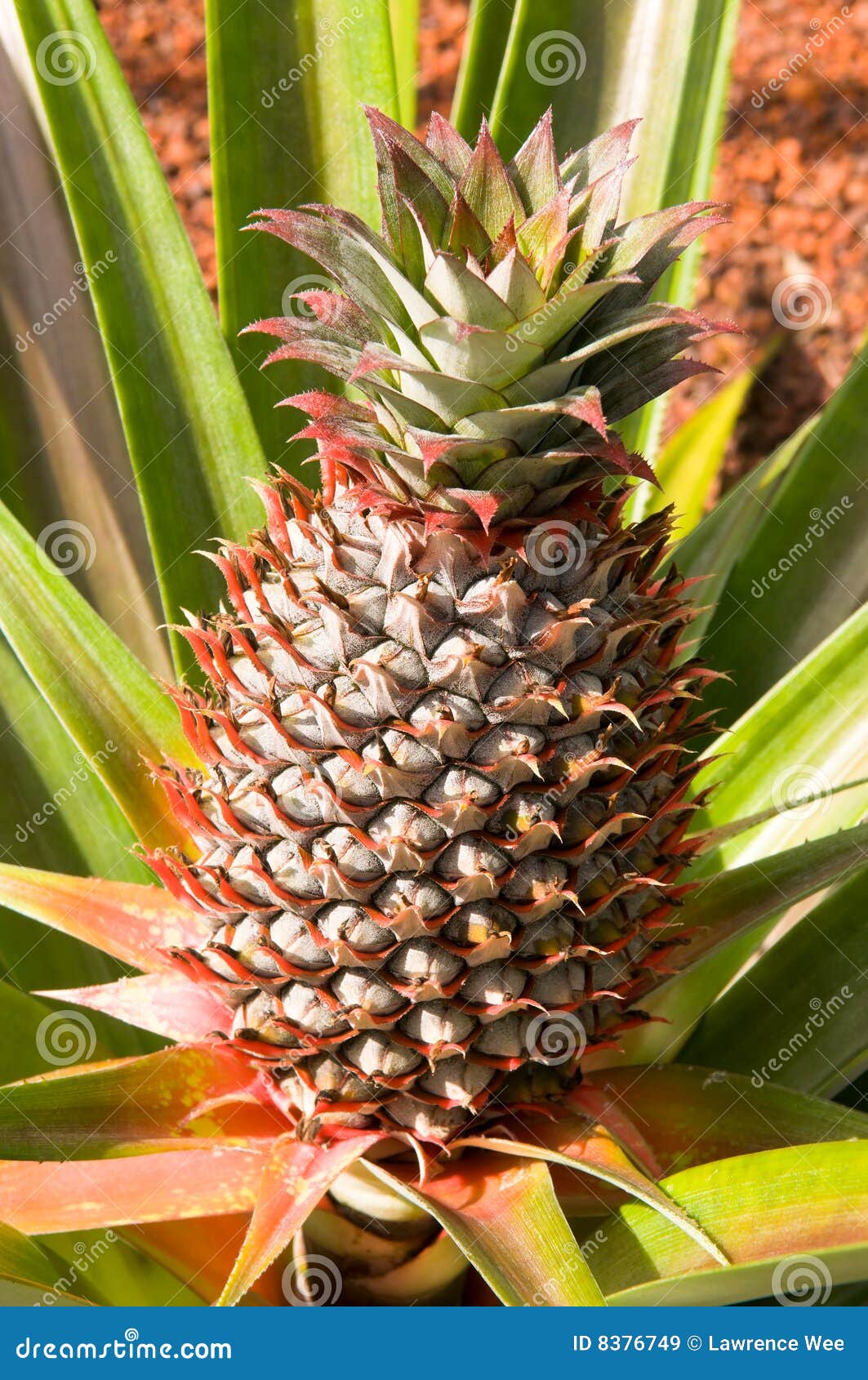 Pineapple stock image. Image of tropical, stalk, fruit - 8376749