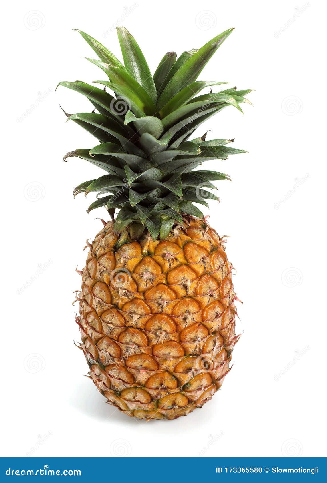 ANANAS stock photo. Image of food, indoor, indoors, still - 173365580