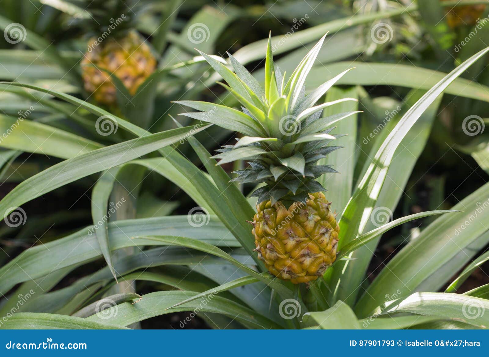 Pineapple, Ananas Comosus, Growing on Plant Stock Image - Image of ...
