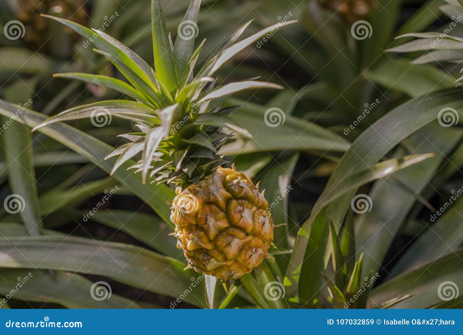 Pineapple, Ananas Comosus, Growing on Plant with Foliage Stock Image ...