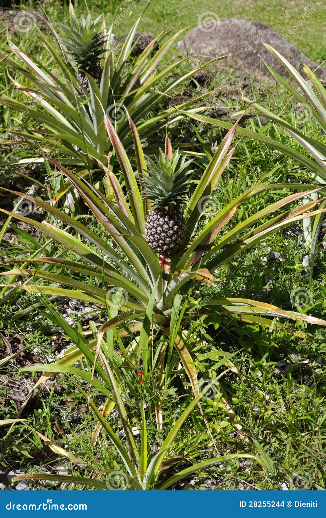 Pineapple (Ananas Comosus) in Natural Habitat Stock Photo - Image of ...