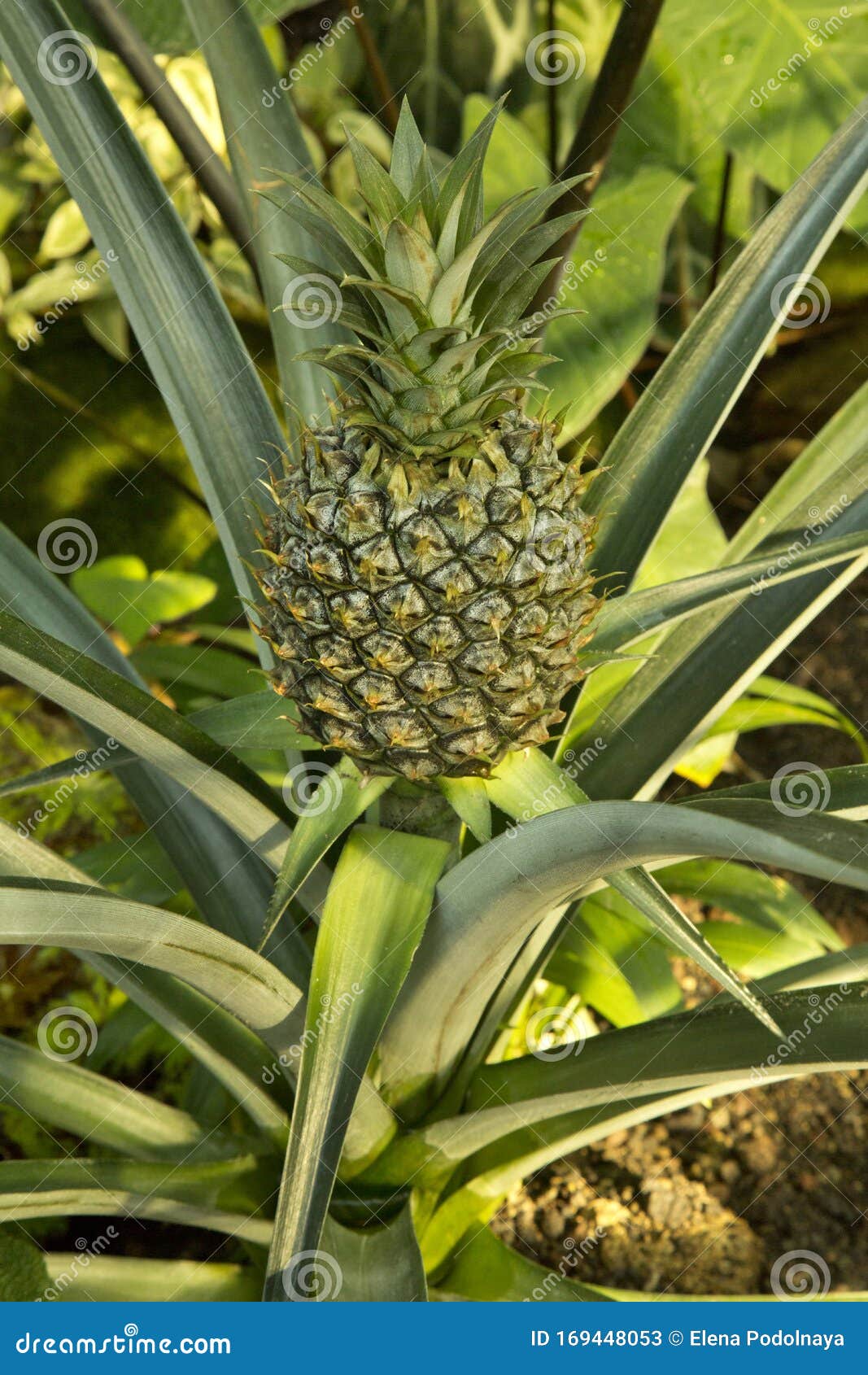 The Pineapple Ananas Comosus. Stock Image - Image of fruit, garden ...