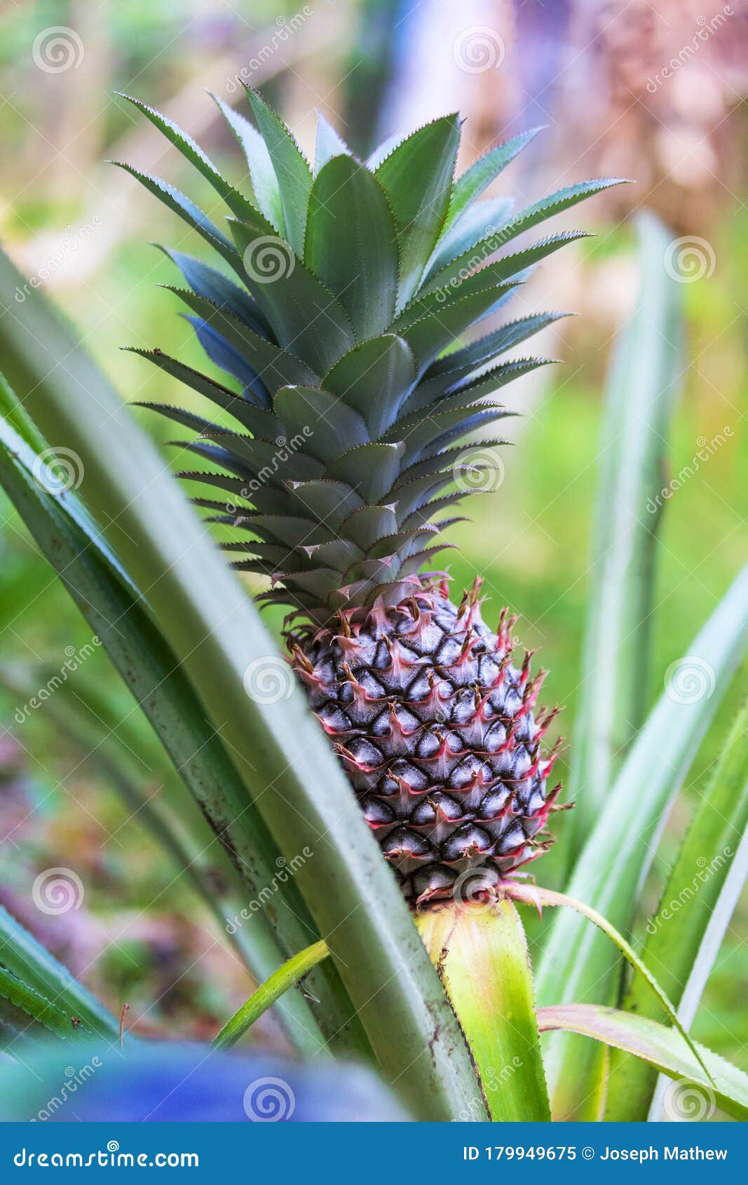 The Pineapple Ananas Comosus Stock Image - Image of agriculture ...