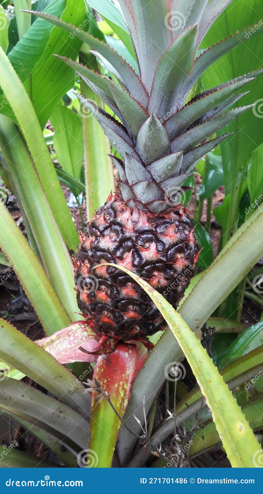 Pineapple & X28;Ananas Comosus& X29; is a Tropical Plant Whose Fruit ...