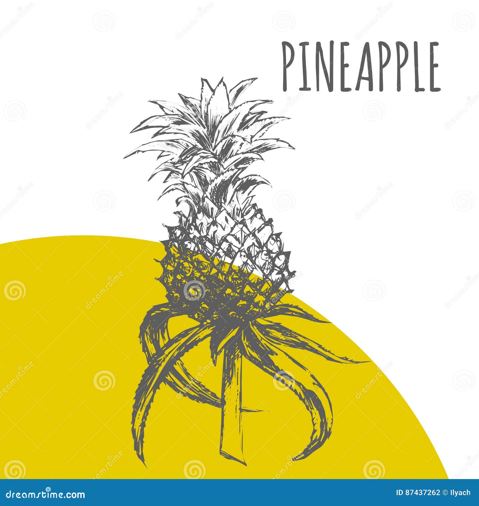 Pineapple Or Ananas Fruit Vector Botanical Illustration Sketch Plant ...