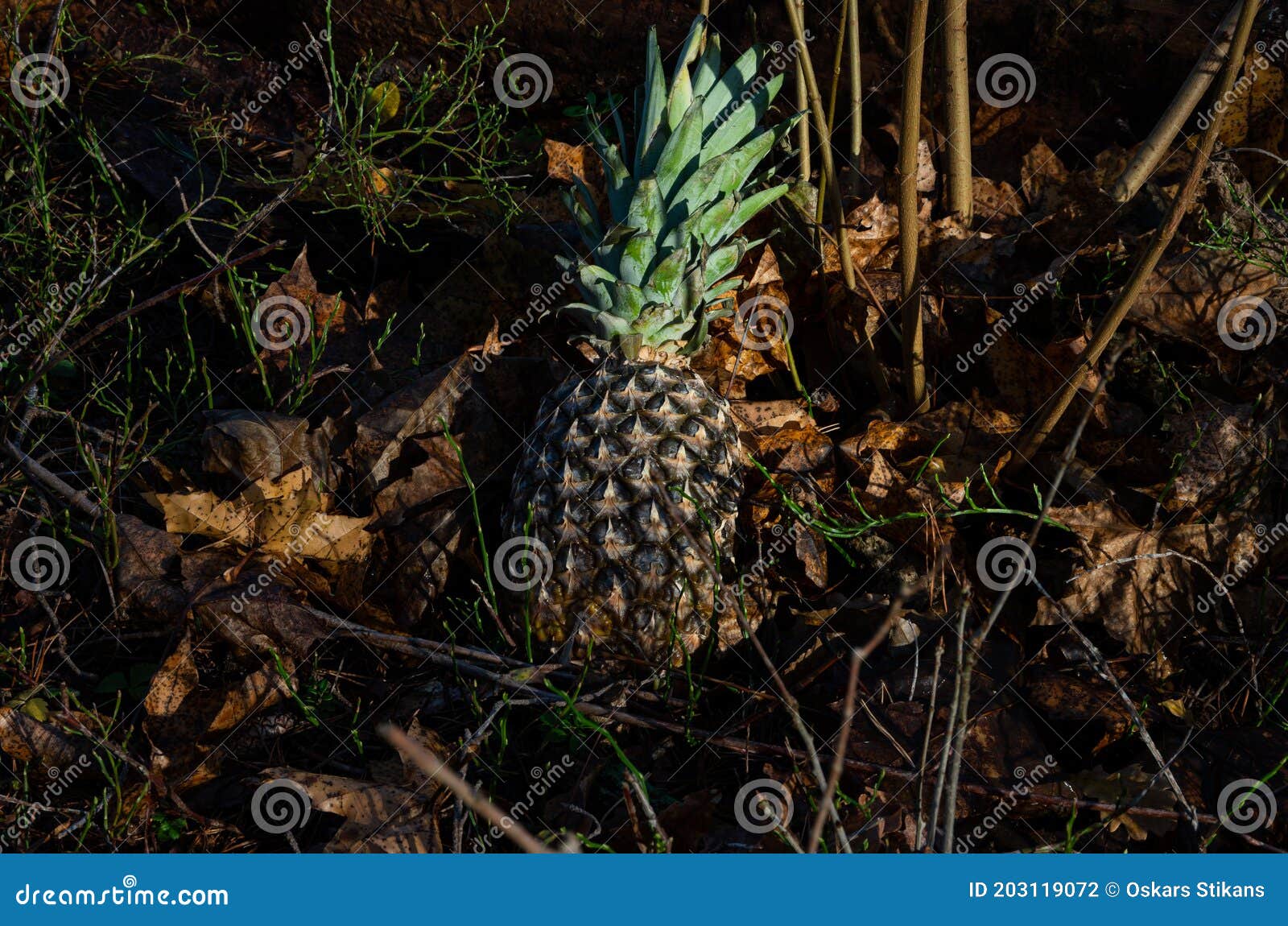 Pineapple in Autumn in the Forest on Fallen Leaves and Branches Stock ...