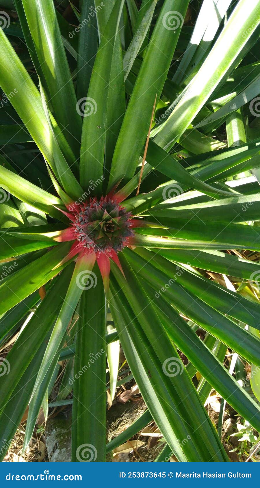 Pineapple baby tree stock image. Image of tree, baby - 253873645