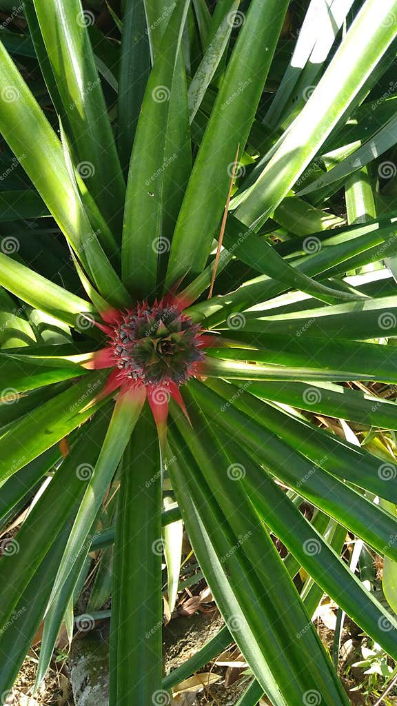 Pineapple baby tree stock image. Image of tree, baby - 253873645