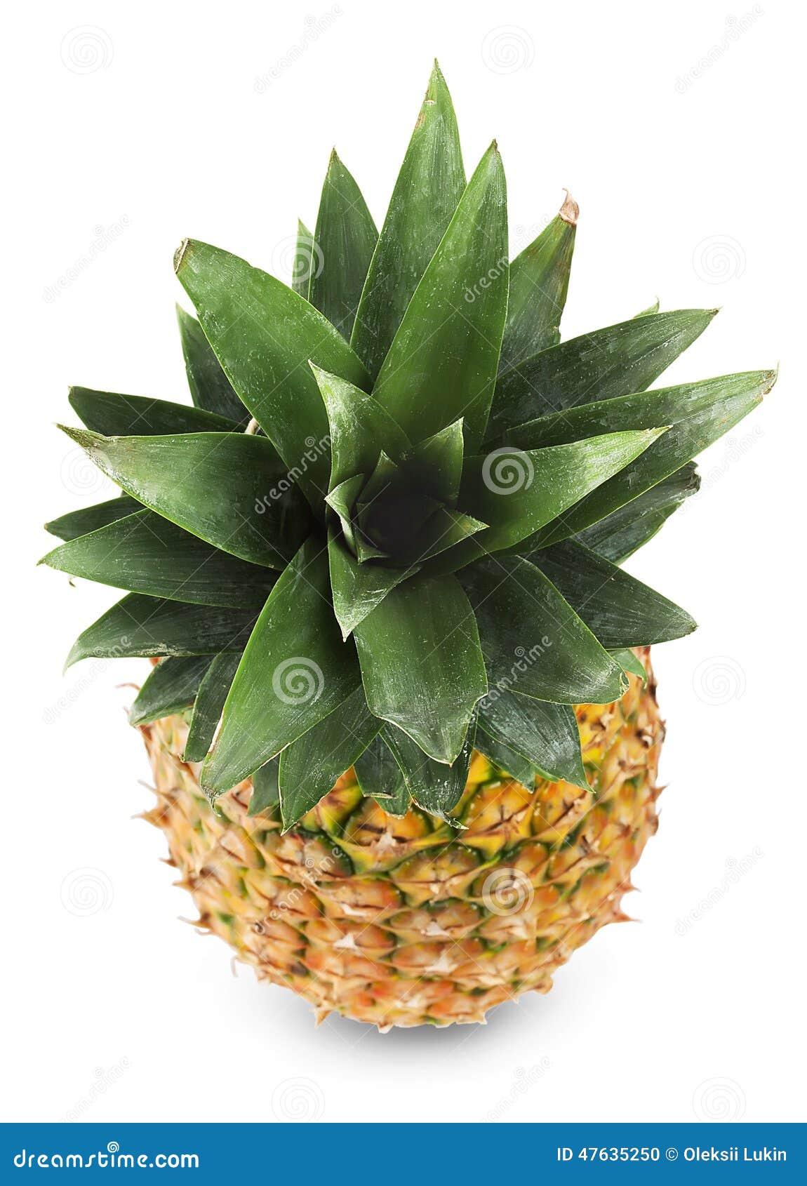 Pineapple with Bright Green Leaves Stock Photo - Image of tropical ...