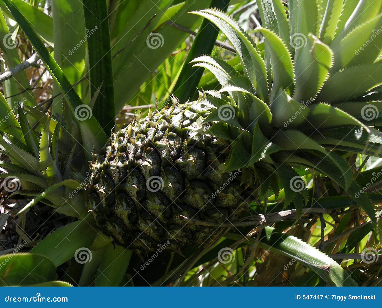 Pineapple Bush stock image. Image of growing, plants, plant - 547447