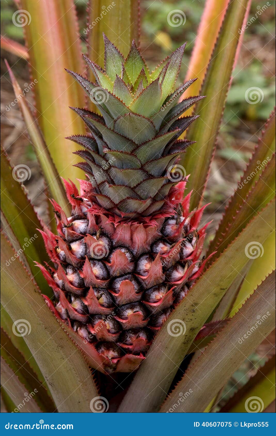 Pineapple in the bush stock image. Image of branch, journey - 40607075