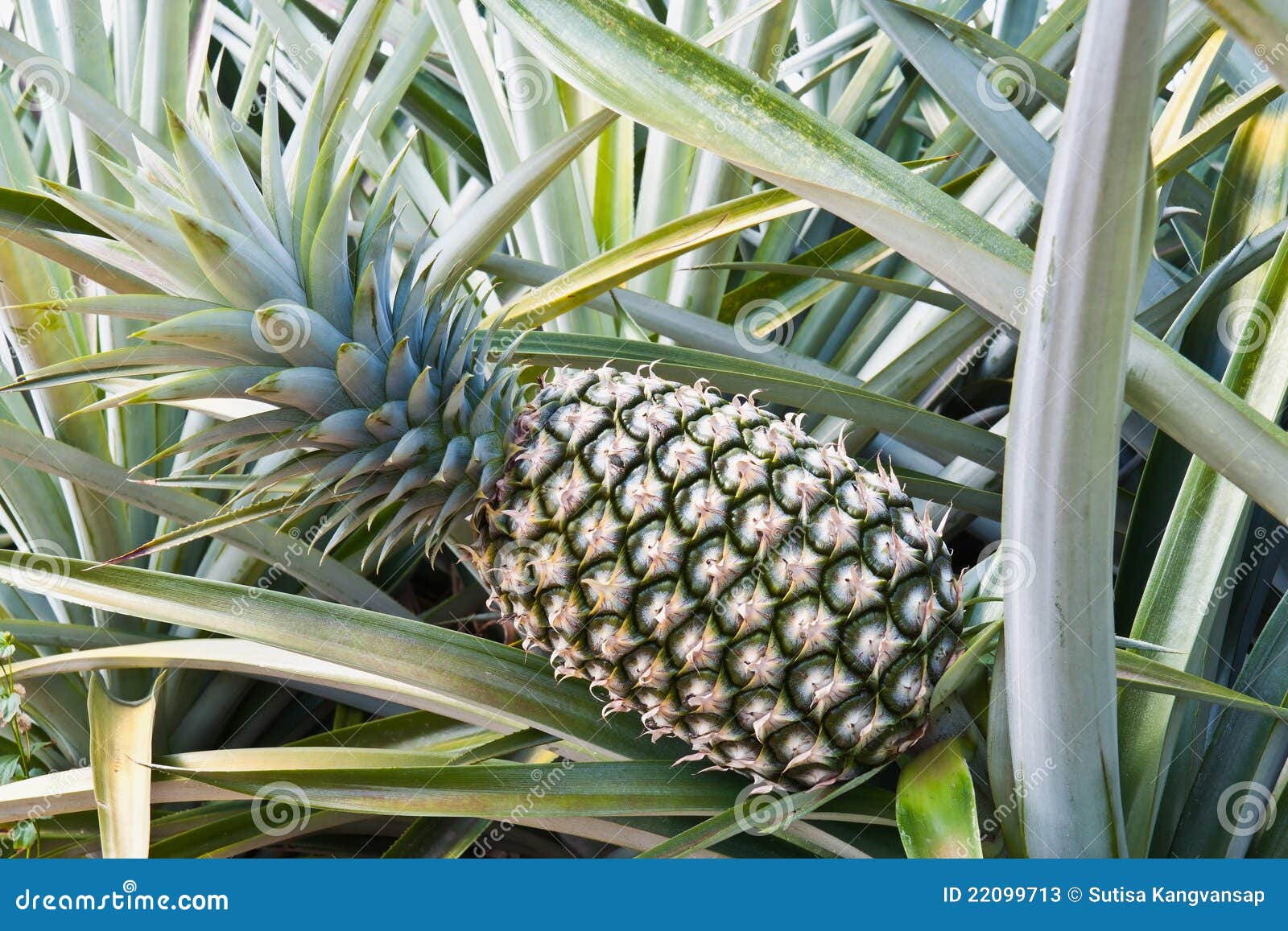 Pineapple in close-up stock image. Image of pineapple - 22099713
