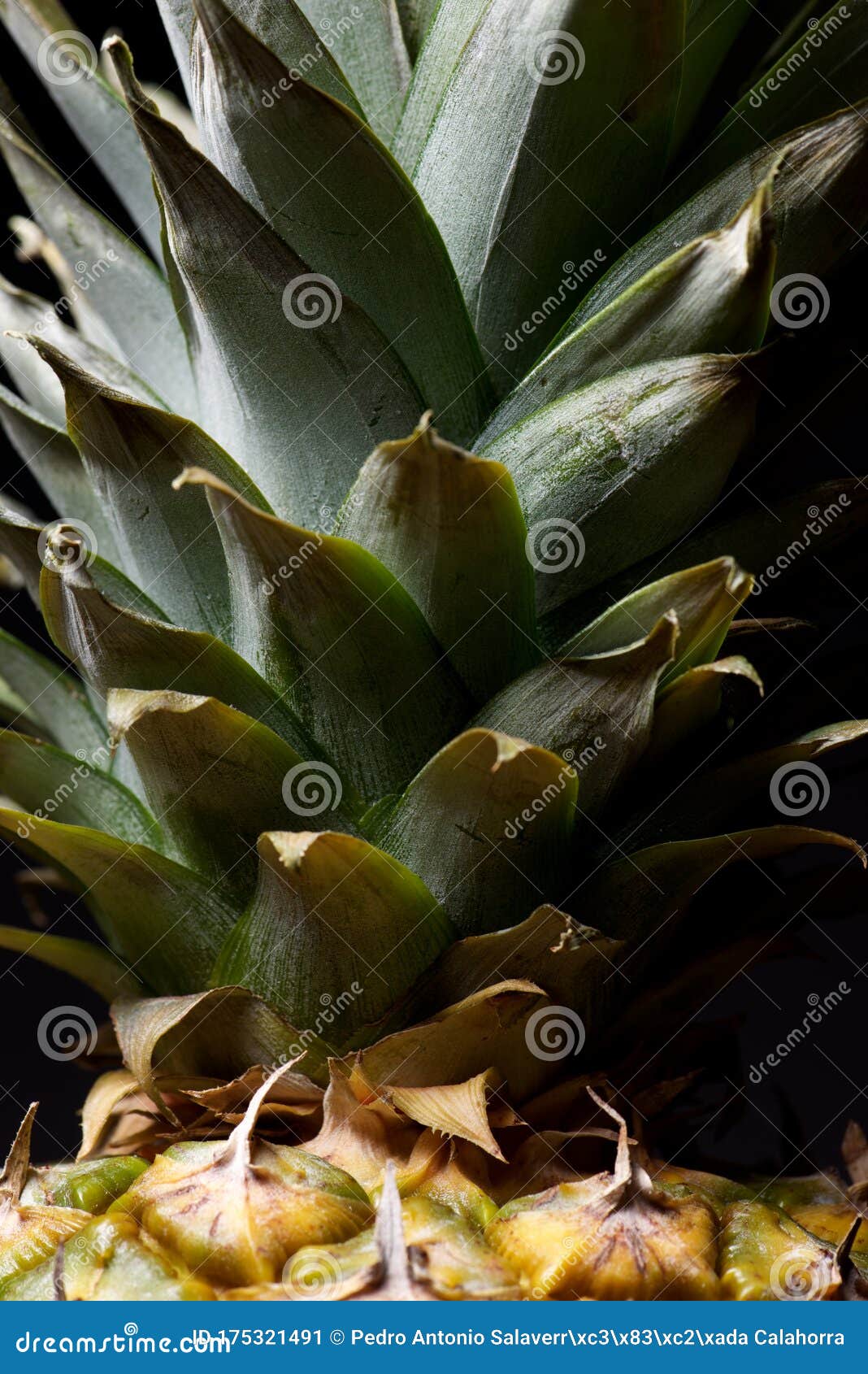 Pineapple close up stock image. Image of ingredient - 175321491