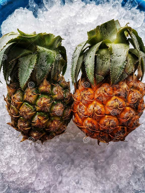 Pineapple with cold stock photo. Image of autumn, herb - 284648400