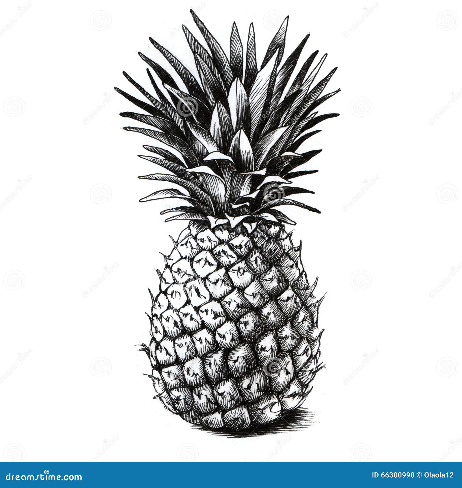 Pineapple drawing stock illustration. Illustration of leaf - 66300990 Pineapple drawing stock illustration. Illustration of leaf - 66300990