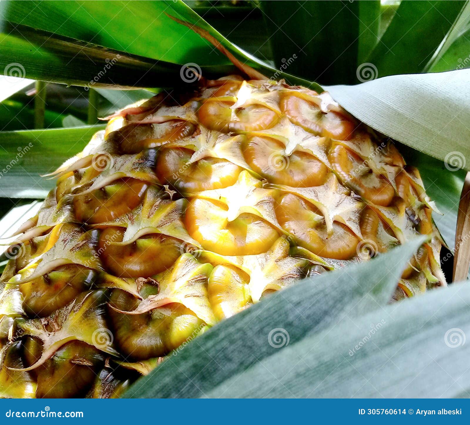 Pineapple, an Exotic Fruit that Grows in the Tropical Rainforests Stock ...