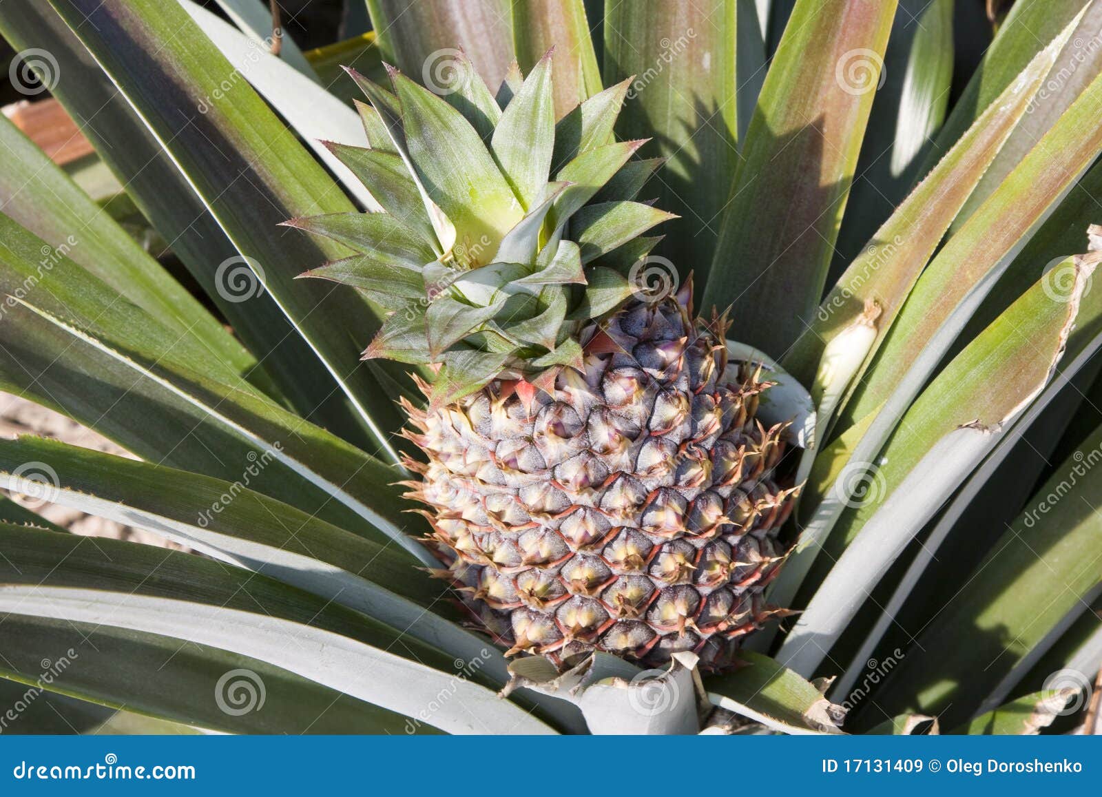 Pineapple farm stock image. Image of food, freshness - 17131409