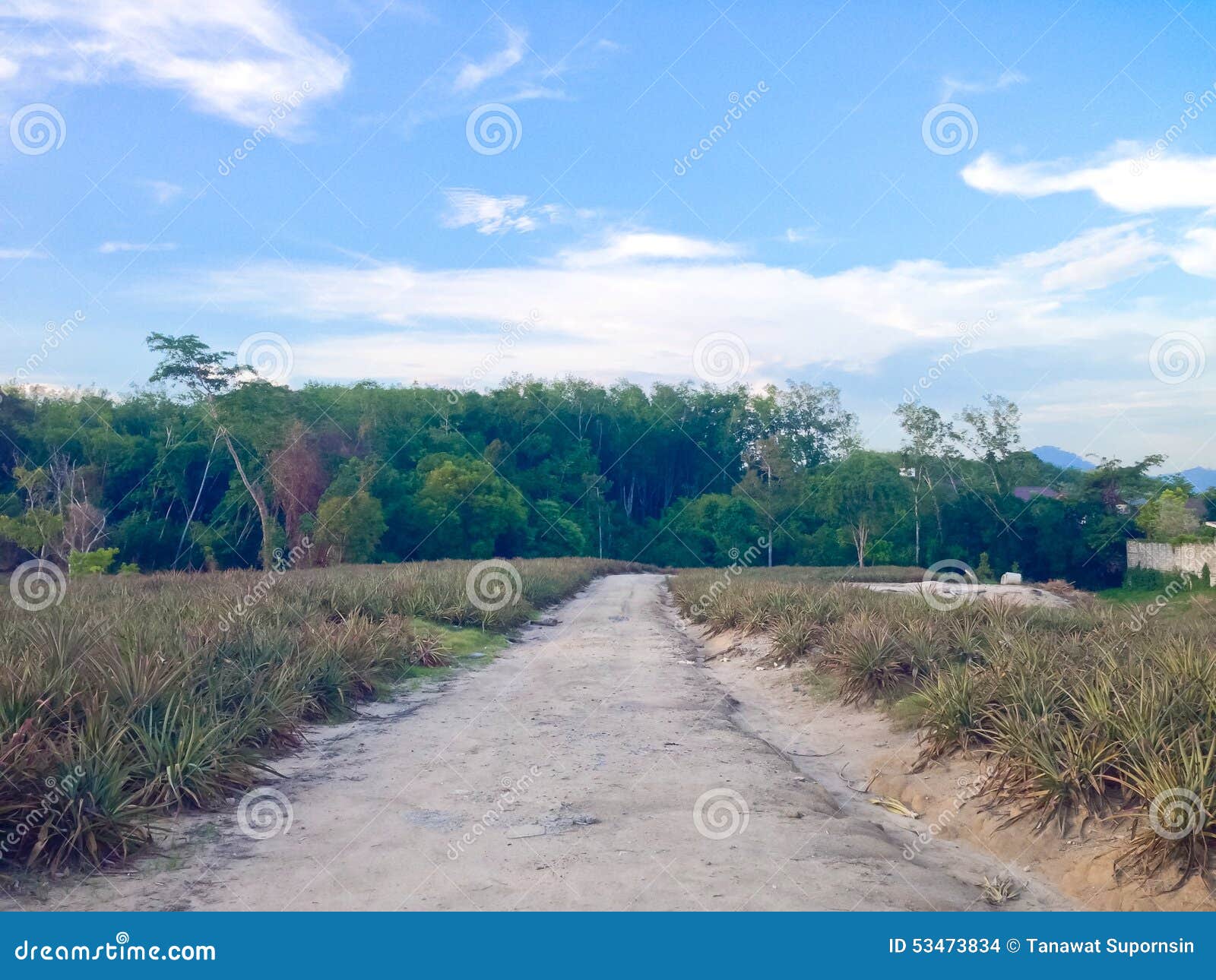 Pineapple farm stock photo. Image of pineapple, savanna - 53473834