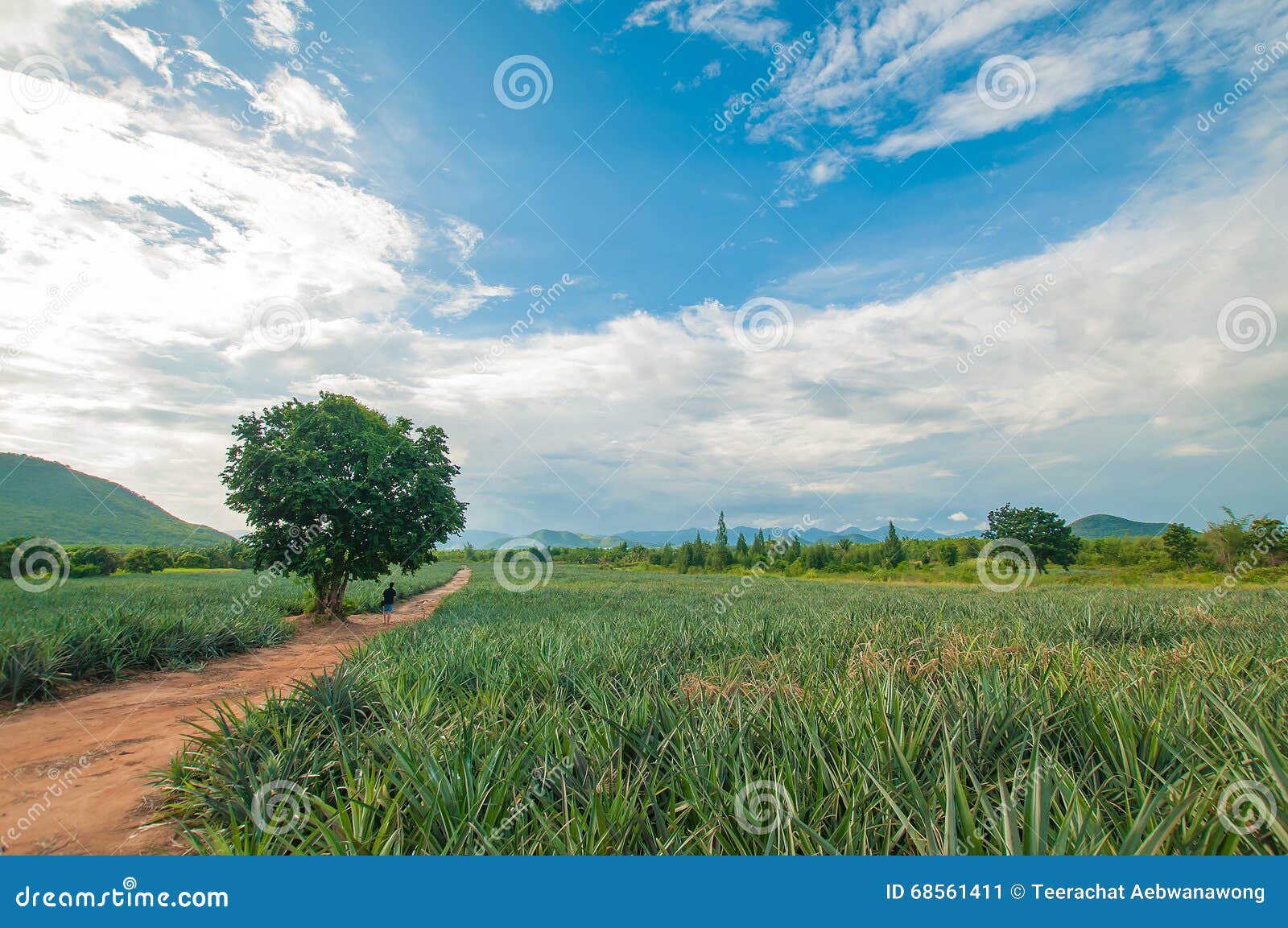 Pineapple Farm , Fruits Field with Beautiful Sky Stock Image - Image of ...
