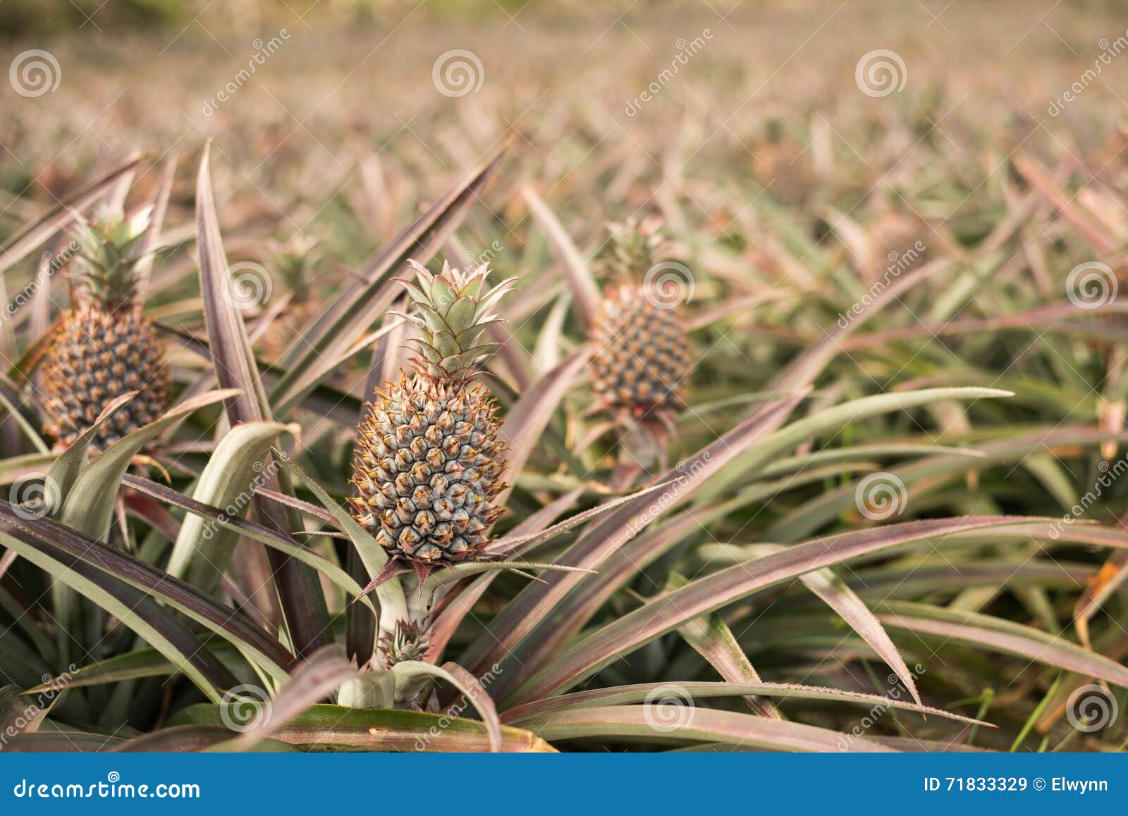 Pineapple Farm With Rows Young Pineapple In The Greenhouse In Azores ...
