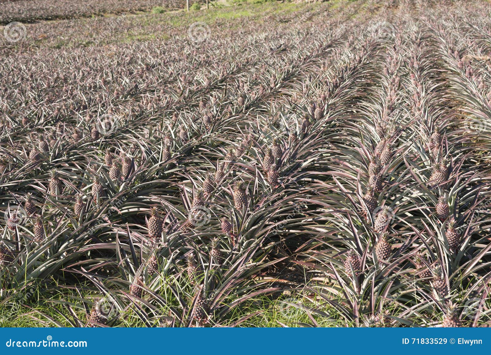 Pineapple Farm With Rows Young Pineapple In The Greenhouse In Azores ...