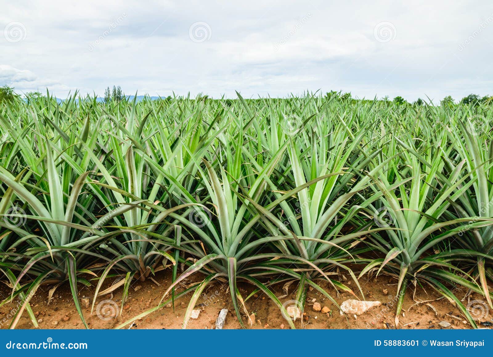 Pineapple Farm stock image. Image of exotic, organic - 58883601