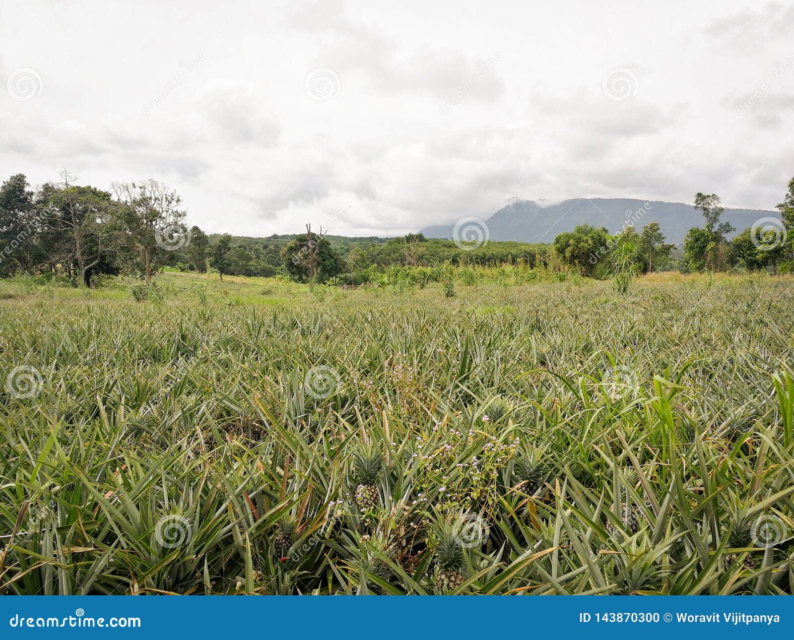 Pineapple Farm Organic Young Pineapple Tropical Fruit Growing in Field ...