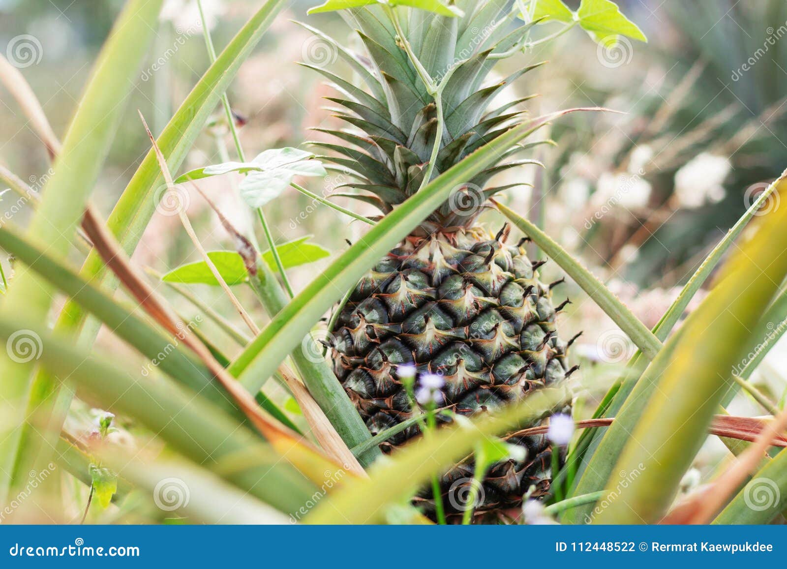 Pineapple at the farm. stock photo. Image of asia, green - 112448522