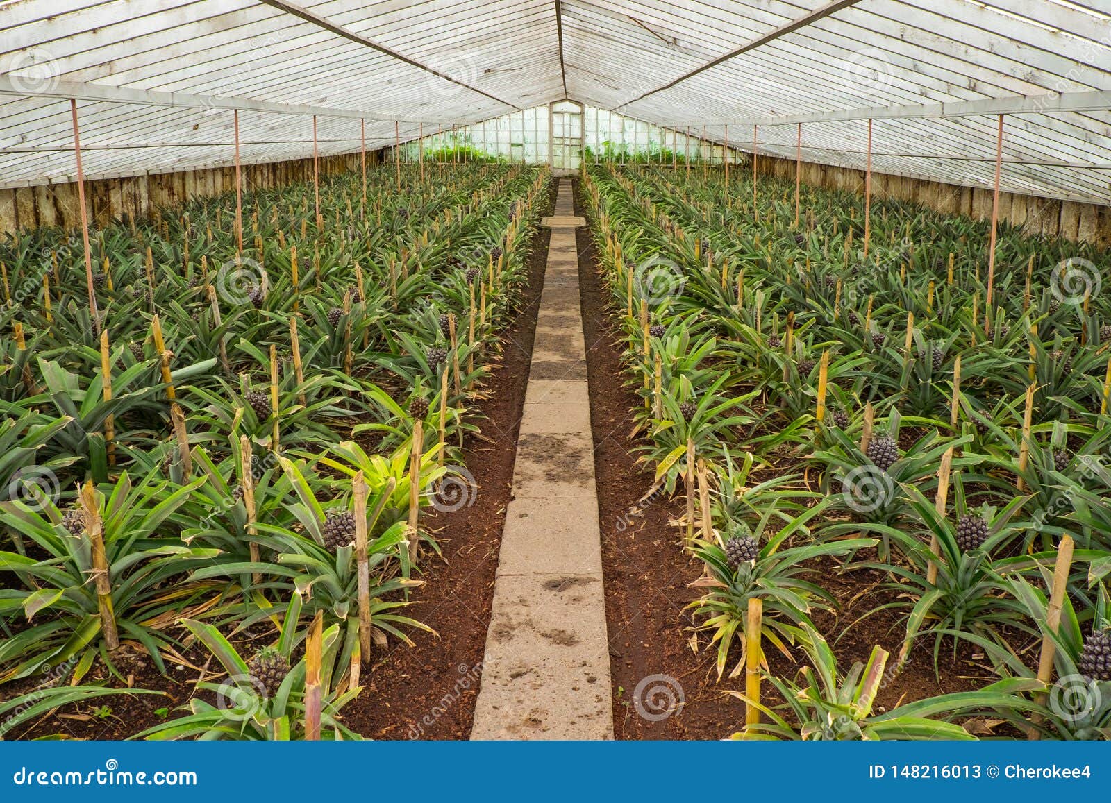Pineapple Farm with Rows Young Pineapple in the Greenhouse in Azores ...