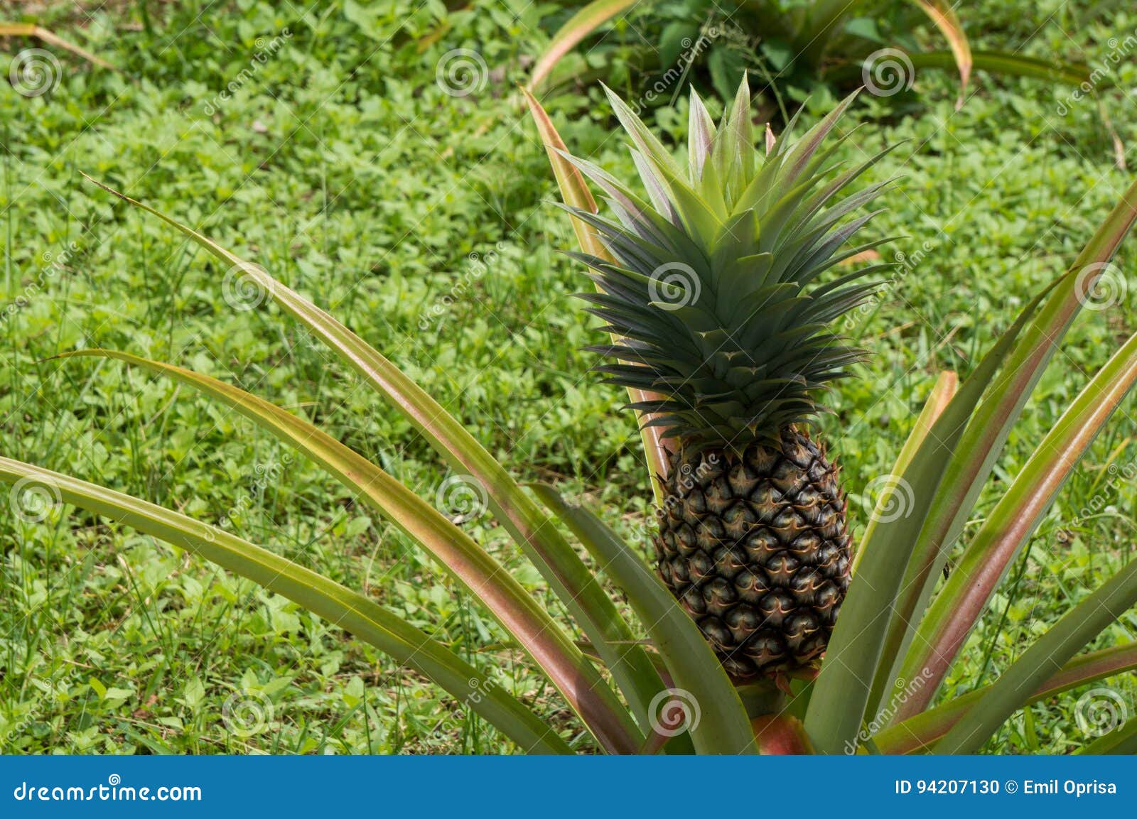 Pineapple farm stock photo. Image of freshness, exotic - 94207130