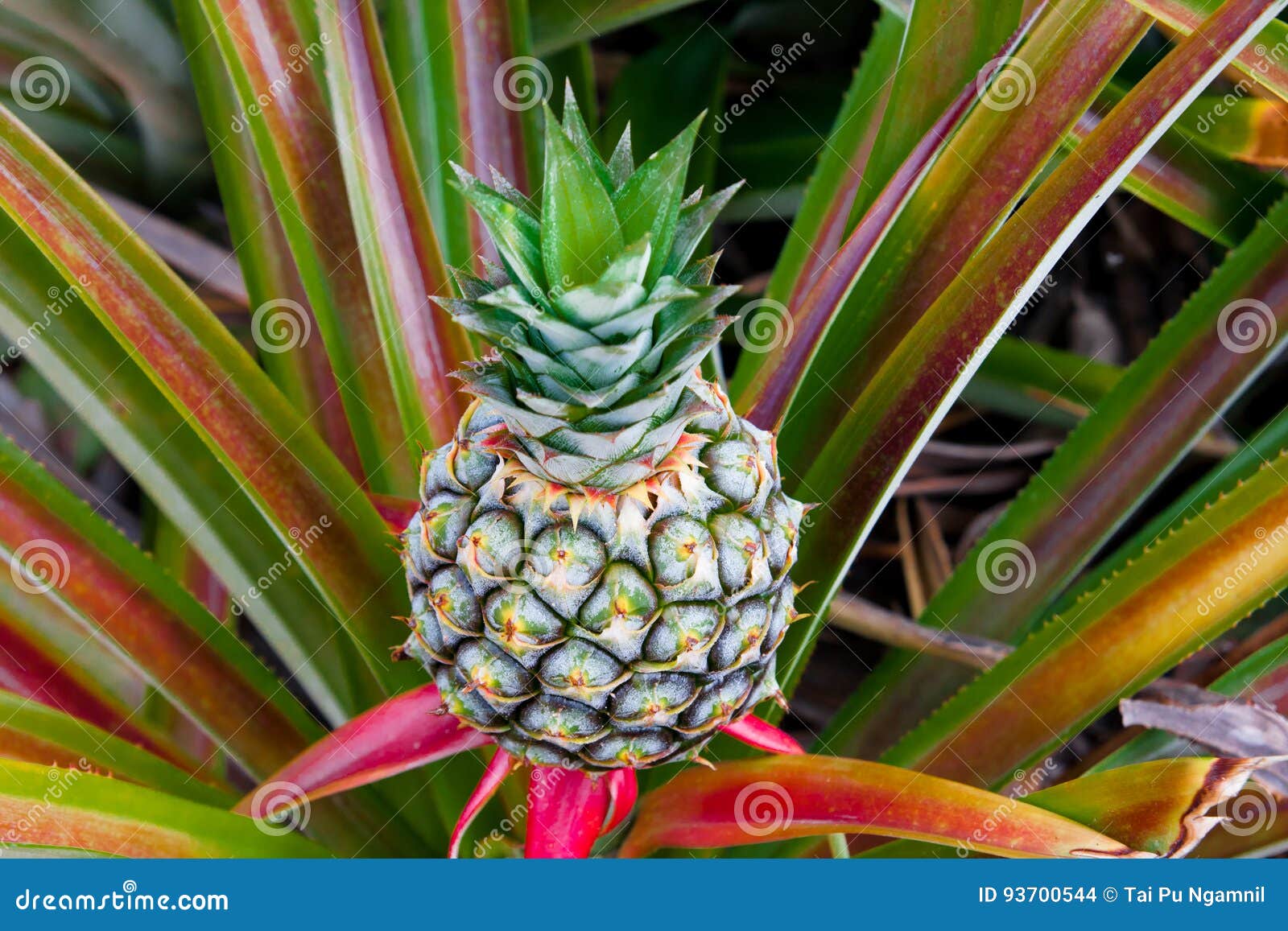 Pineapple in the Farm stock photo. Image of healthy, garden - 93700544