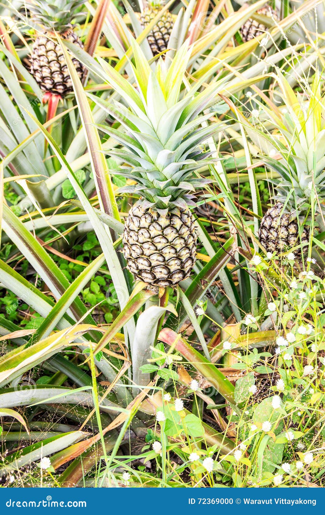 Pineapple farm stock photo. Image of pineapples, refreshment - 72369000