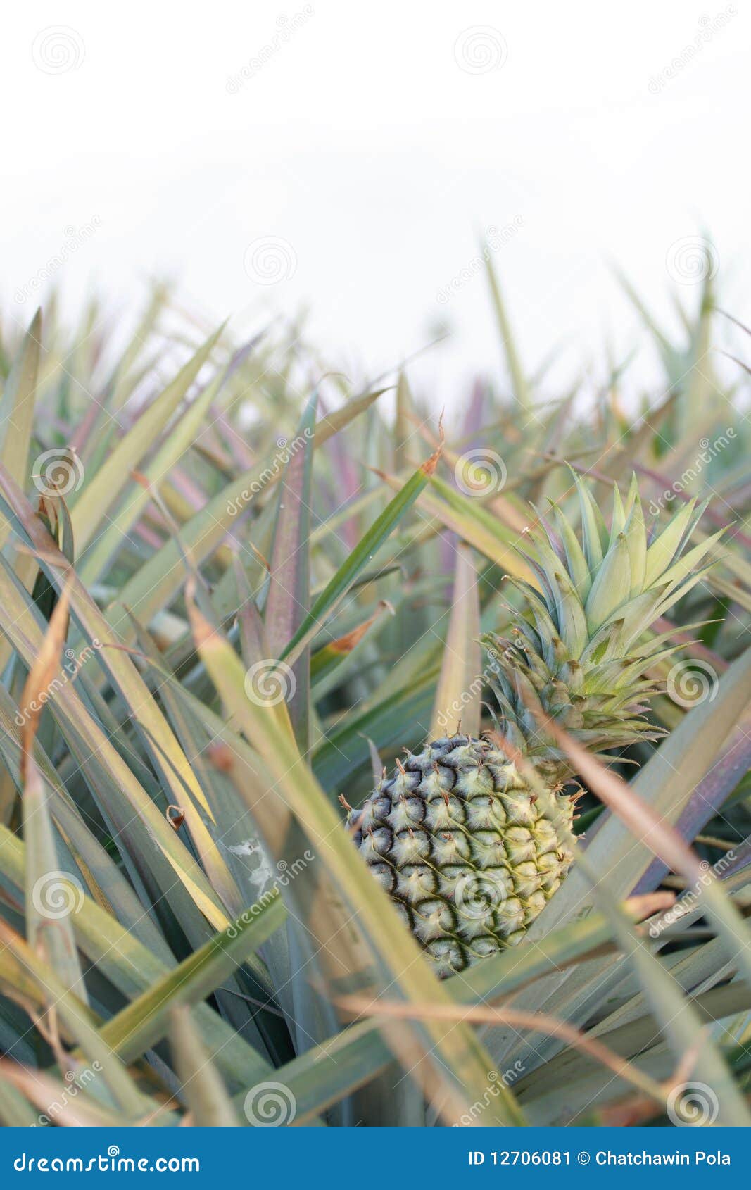Pineapple in field -2 stock image. Image of pine, alone - 12706081
