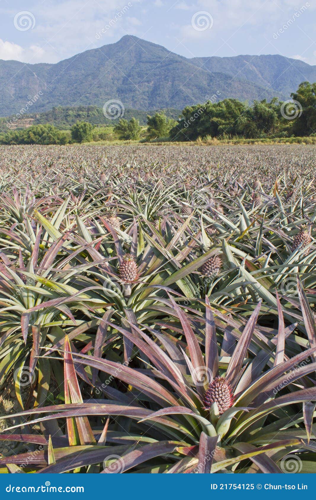 Pineapple field . stock image. Image of country, exotic - 21754125