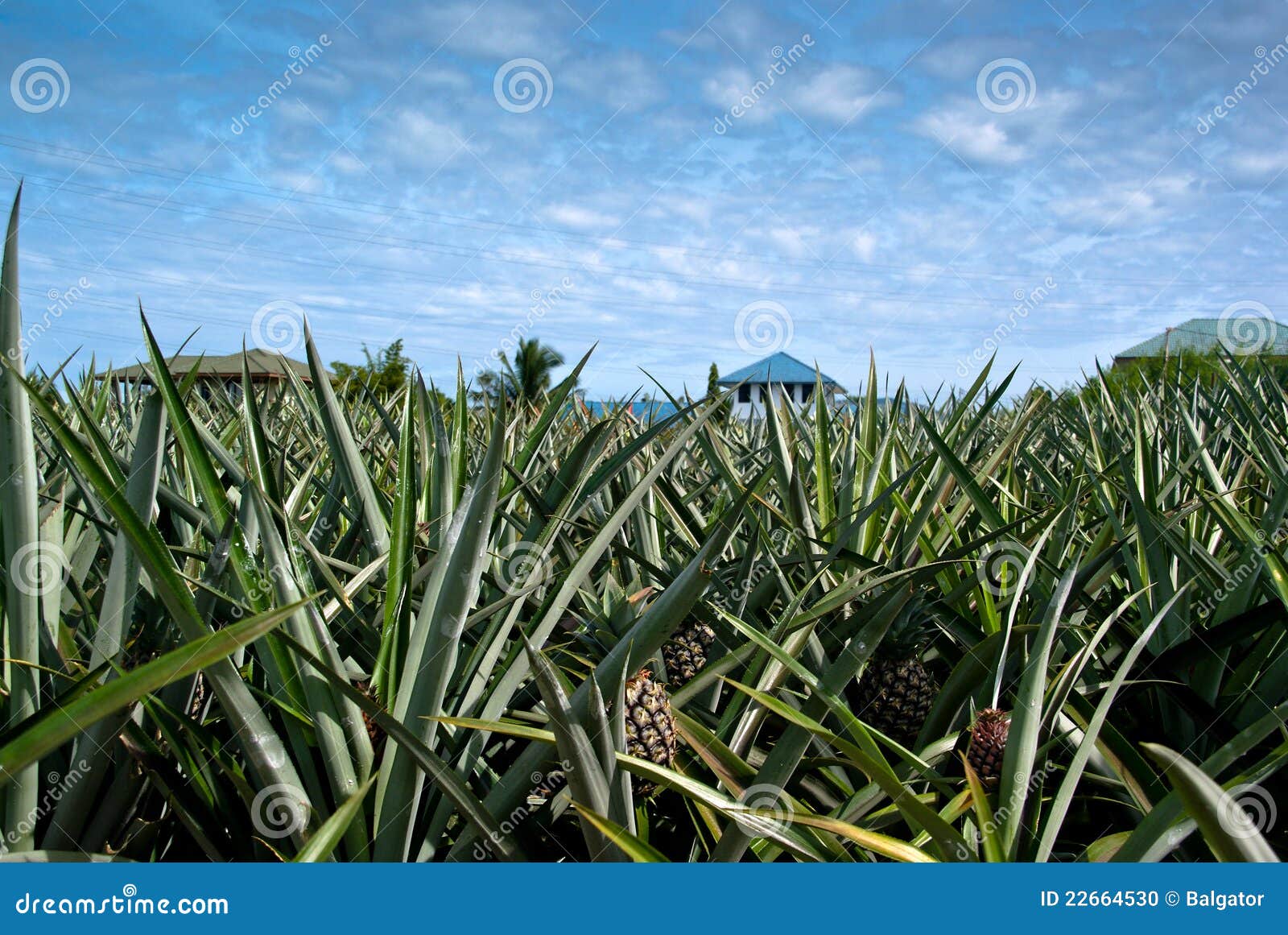 Pineapple field stock photo. Image of grow, tropical - 22664530