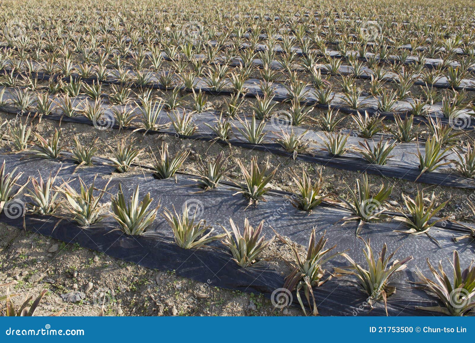 Pineapple field background stock photo. Image of diet - 21753500