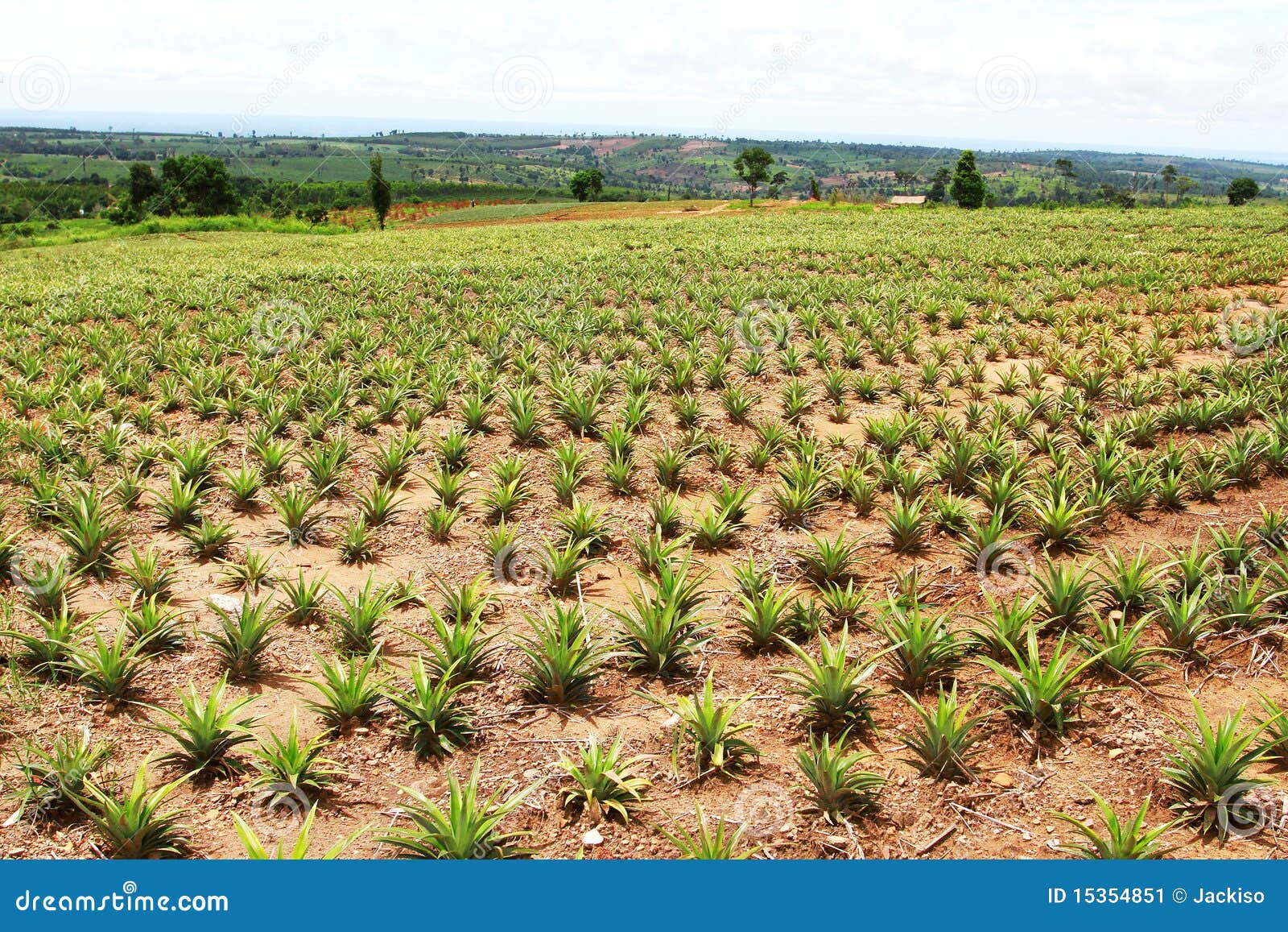 Pineapple field with sky stock image. Image of thai, summer - 15354851