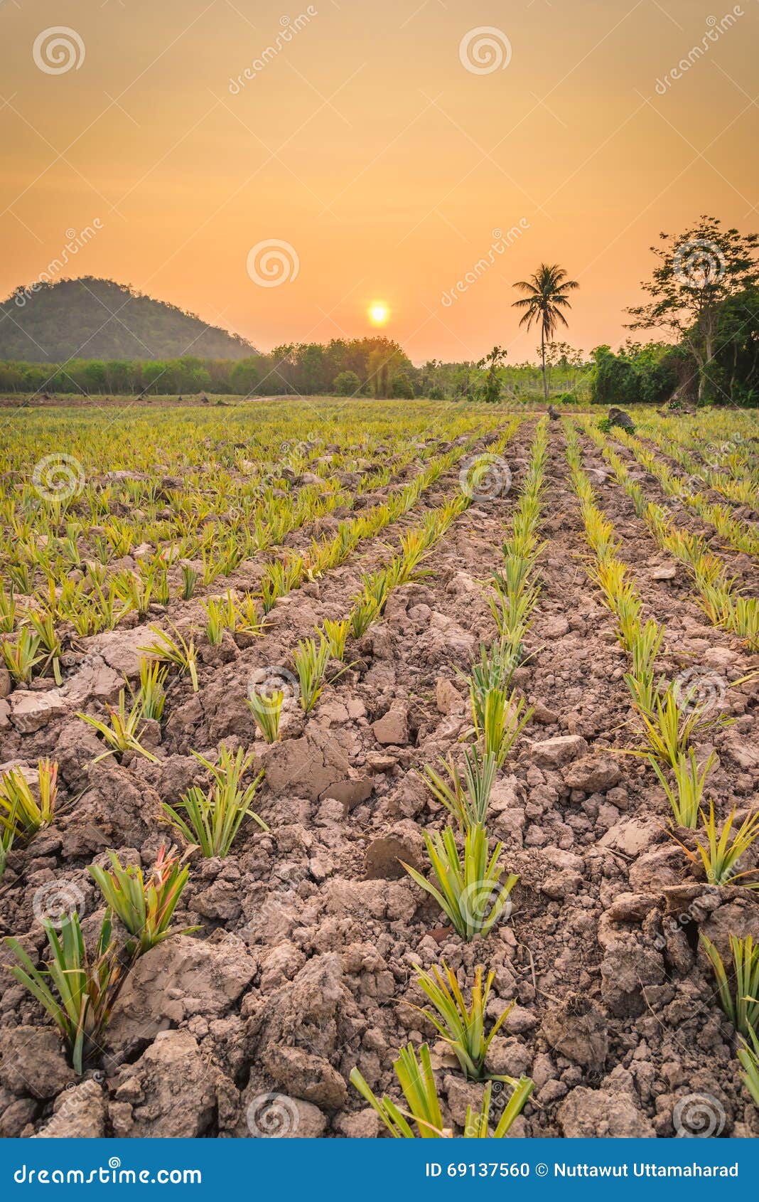 Pineapple Field with Sunset Light Stock Photo - Image of house, field ...