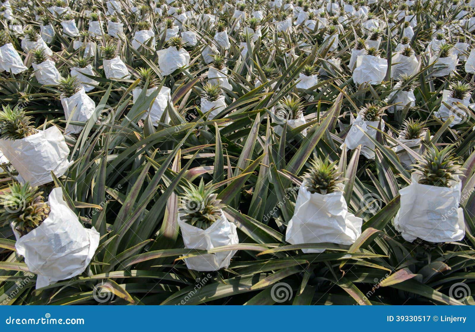 Pineapple field stock image. Image of rural, exotic, grow - 39330517