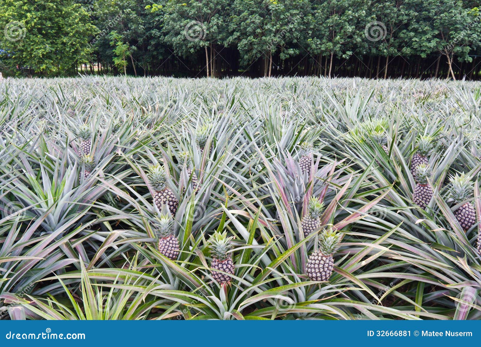 Pineapple field stock image. Image of fruit, asia, cultivation - 32666881