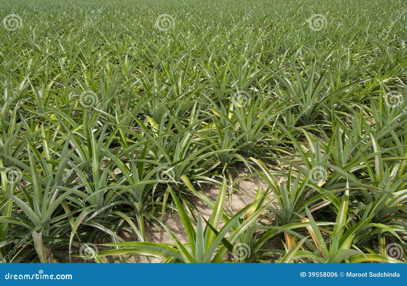 Pineapple fields stock photo. Image of organic, green - 39558006